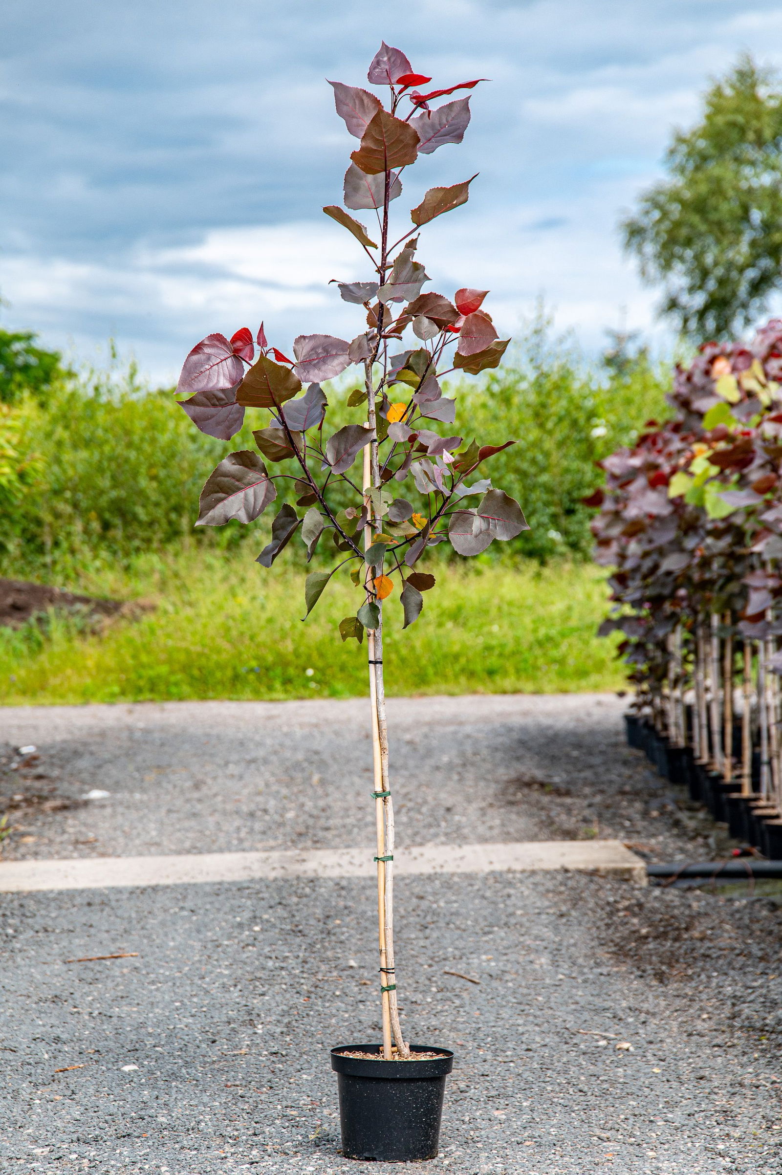Purpur Pappel Purple Tower - Populus deltoides Purple Tower ® günstig ...