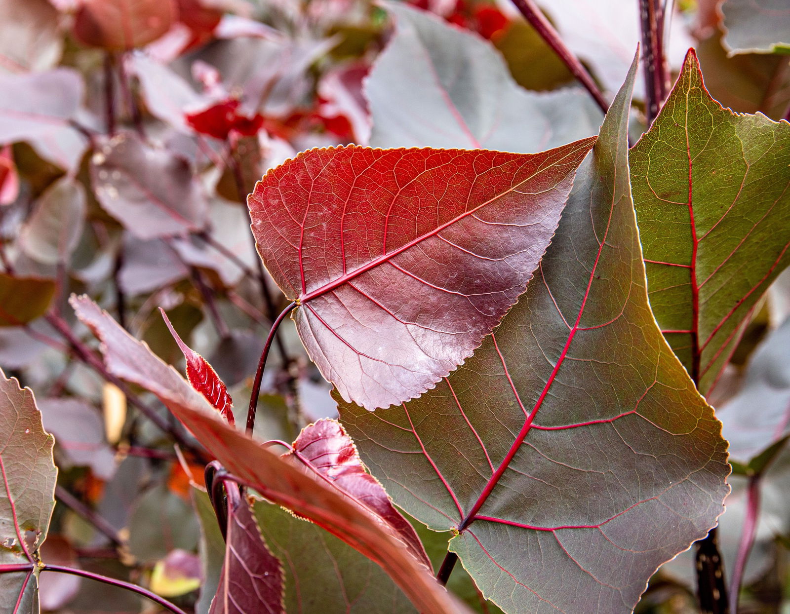 Purpur Pappel Purple Tower - Populus deltoides Purple Tower ® günstig ...