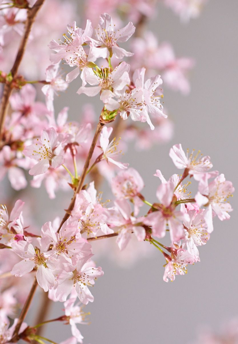 Kurilenkirsche Ruby - Prunus kurilensis (nipponica) Ruby günstig kaufen