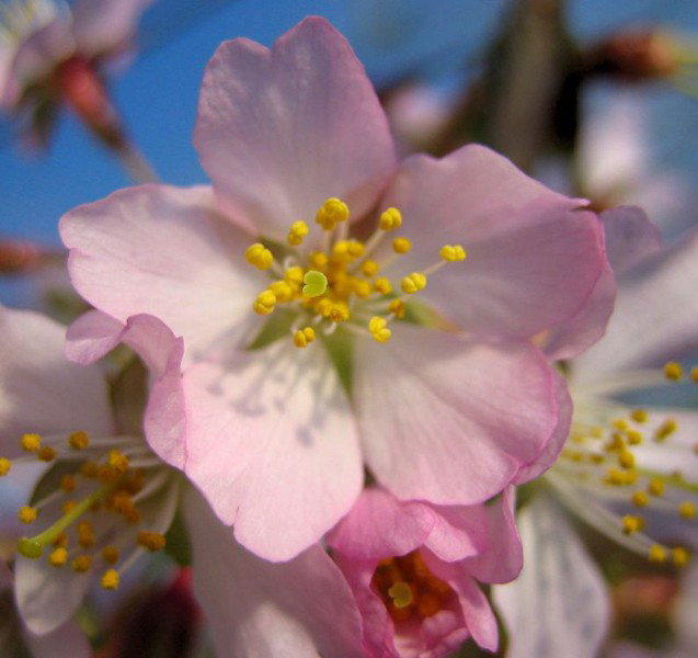 Kurilenkirsche Ruby - Prunus kurilensis (nipponica) Ruby günstig kaufen