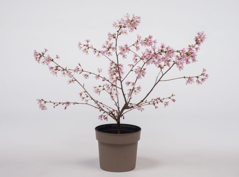 Kurilenkirsche Ruby - Prunus kurilensis (nipponica) Ruby günstig kaufen