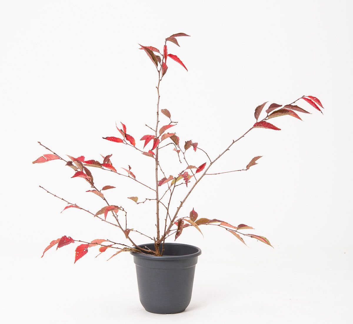 Kurilenkirsche Ruby - Prunus kurilensis (nipponica) Ruby günstig kaufen