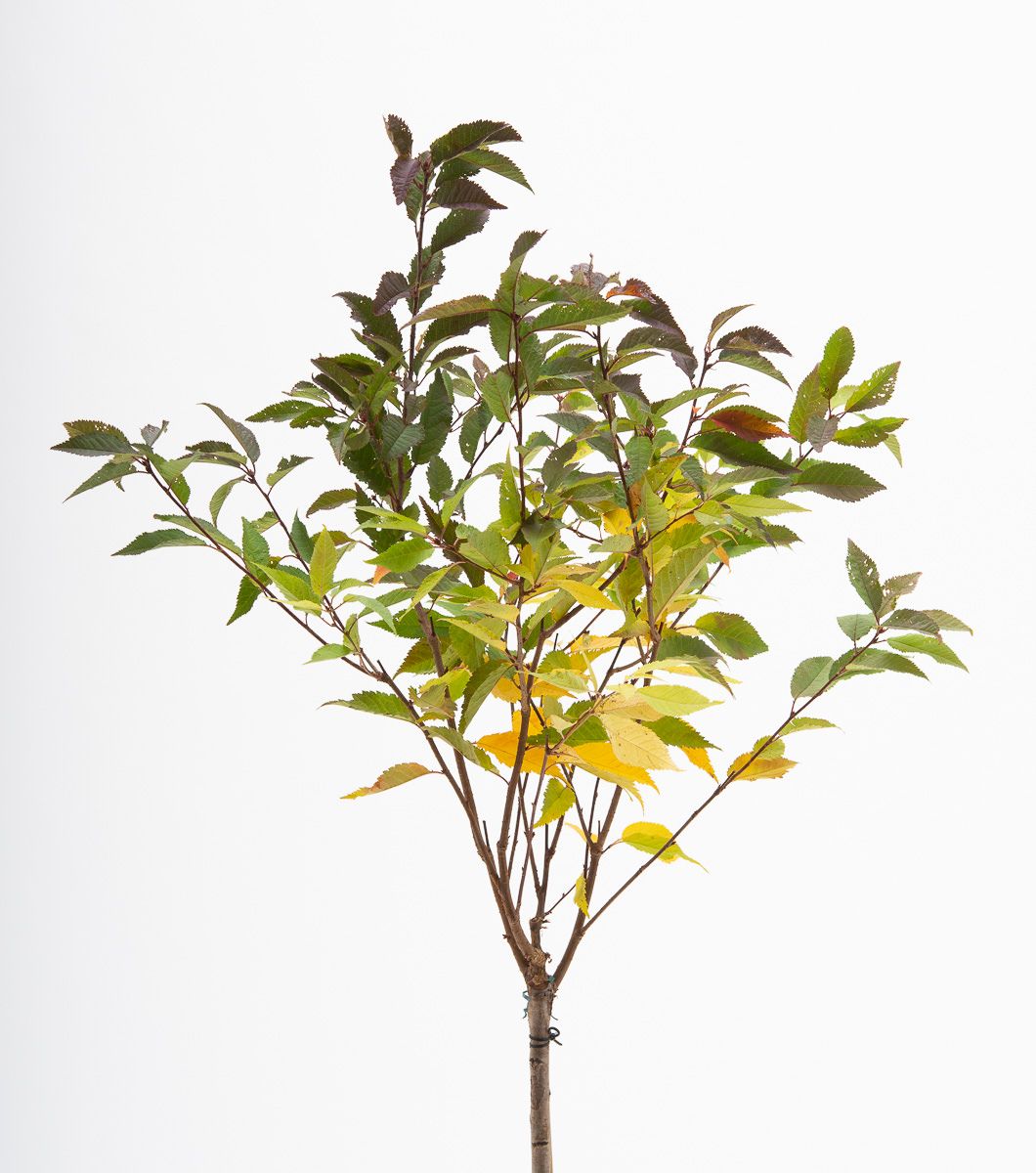 Kurilenkirsche Ruby - Prunus kurilensis (nipponica) Ruby günstig kaufen