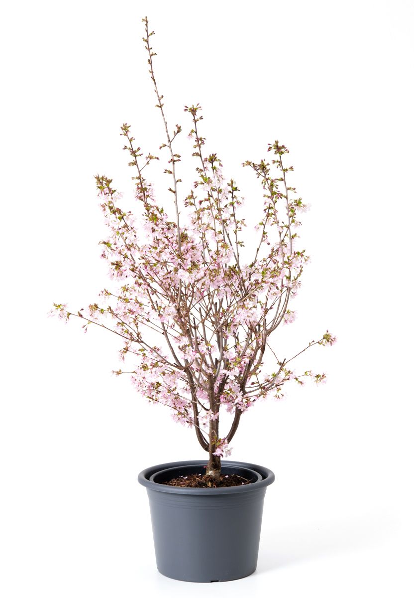 Kurilenkirsche Ruby - Prunus kurilensis (nipponica) Ruby günstig kaufen
