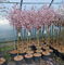Kurilenkirsche Ruby - Prunus kurilensis (nipponica) Ruby günstig kaufen