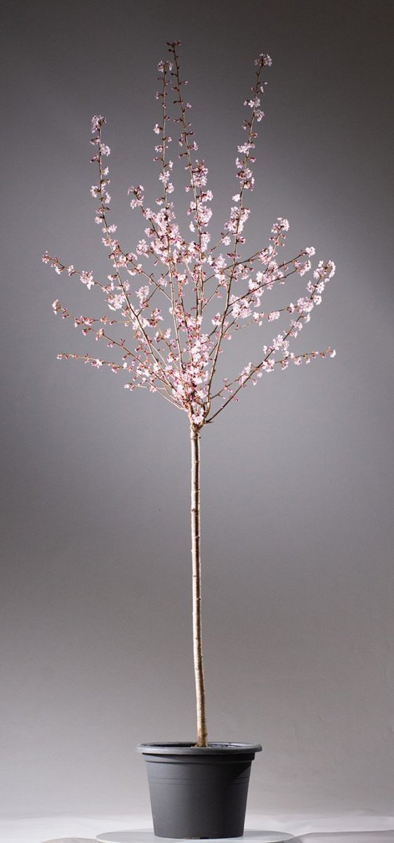 Kurilenkirsche Ruby - Prunus kurilensis (nipponica) Ruby günstig kaufen