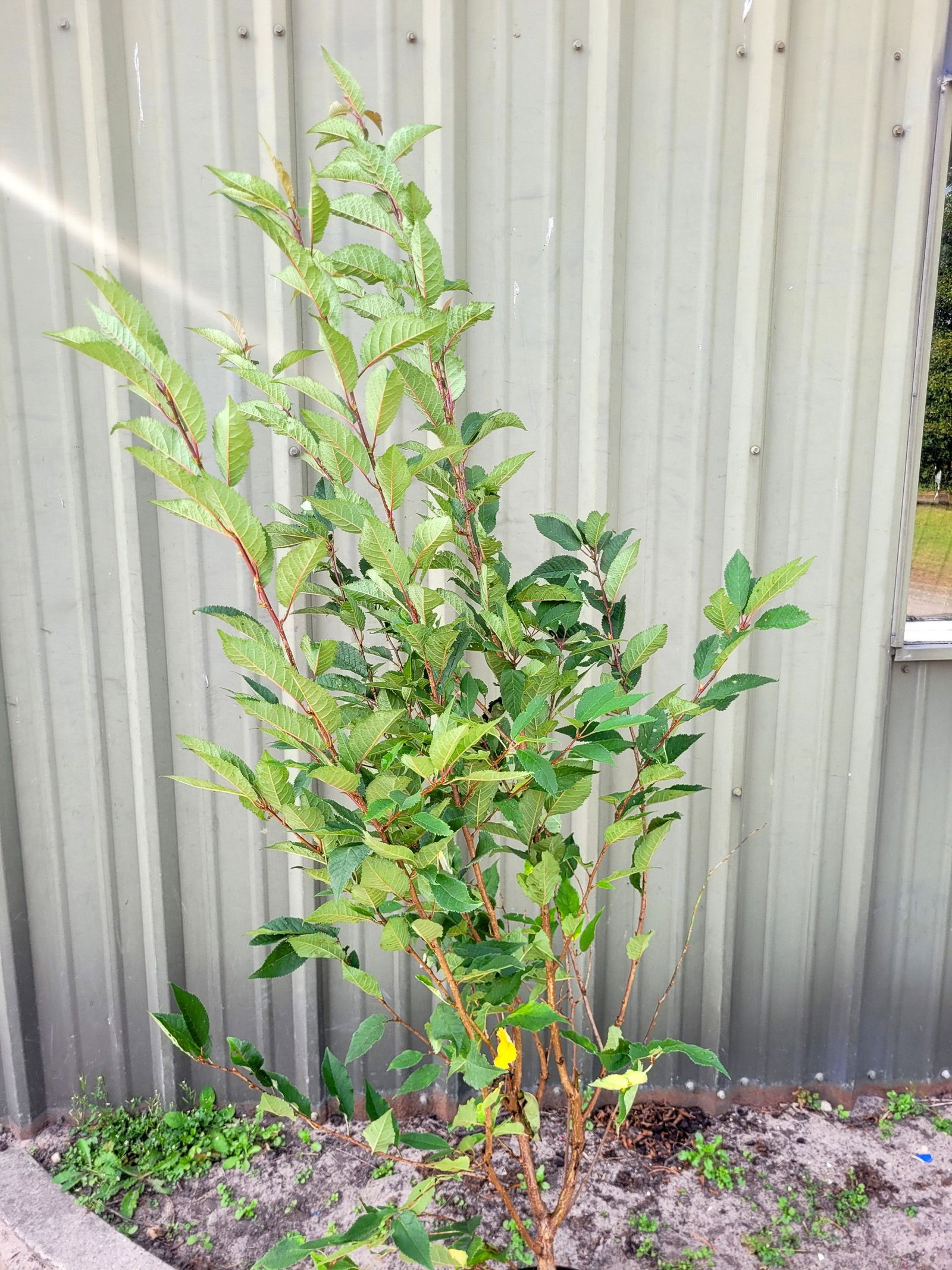 Kurilenkirsche Ruby - Prunus kurilensis (nipponica) Ruby günstig kaufen