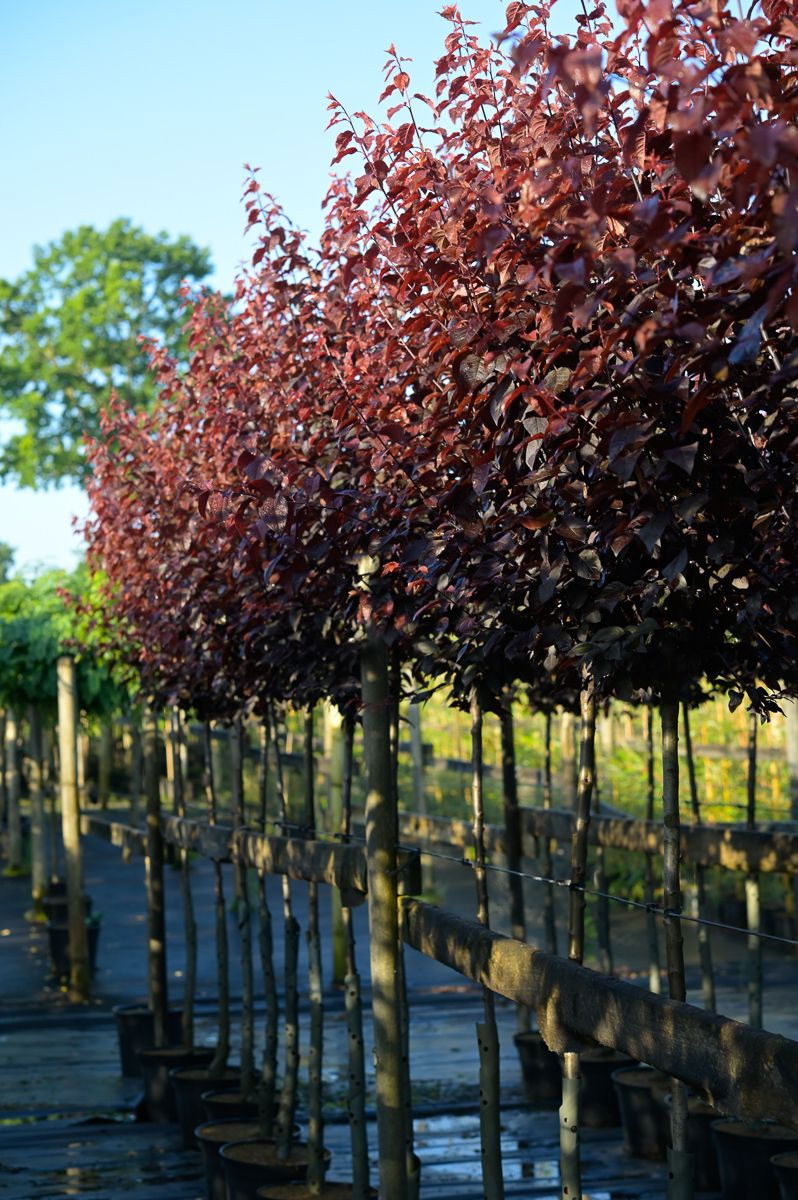 Kurilenkirsche Ruby - Prunus kurilensis (nipponica) Ruby günstig kaufen