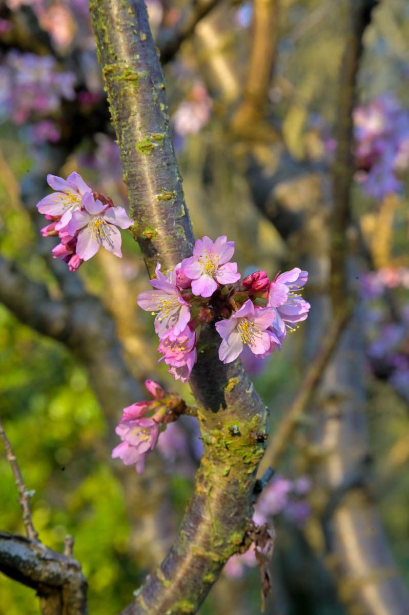 Kurilenkirsche Ruby - Prunus kurilensis (nipponica) Ruby günstig kaufen