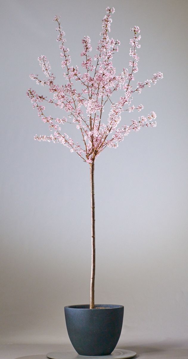 Kurilenkirsche Ruby - Prunus kurilensis (nipponica) Ruby günstig kaufen