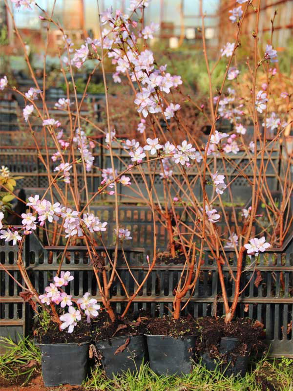Kurilenkirsche Ruby - Prunus kurilensis (nipponica) Ruby günstig kaufen
