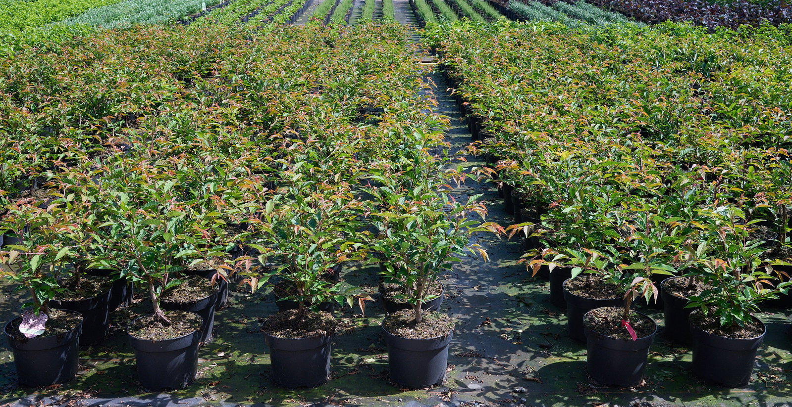 Kurilenkirsche Ruby - Prunus kurilensis (nipponica) Ruby günstig kaufen