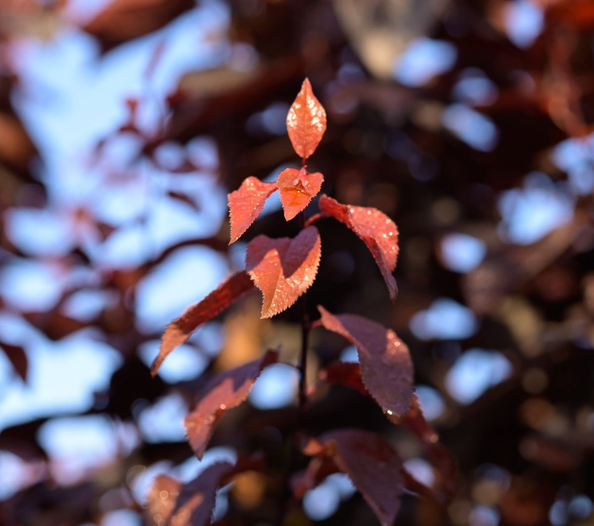 Kurilenkirsche Ruby - Prunus kurilensis (nipponica) Ruby günstig kaufen