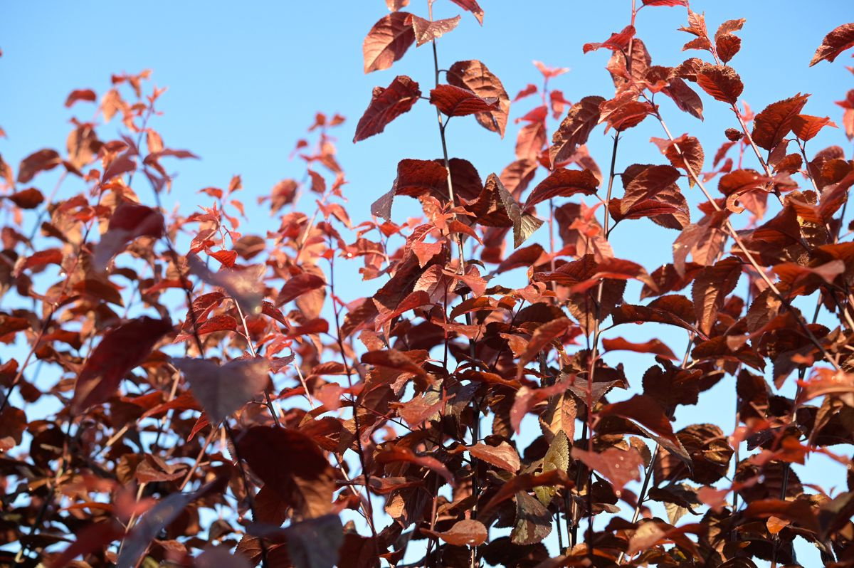 Kurilenkirsche Ruby - Prunus kurilensis (nipponica) Ruby günstig kaufen