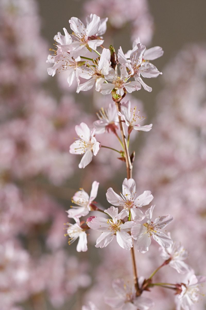 Kurilenkirsche Ruby - Prunus kurilensis (nipponica) Ruby günstig kaufen