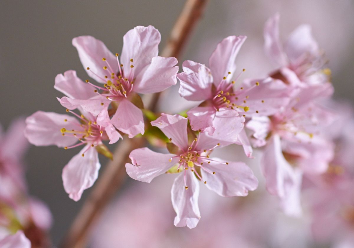 Kurilenkirsche Ruby - Prunus kurilensis (nipponica) Ruby günstig kaufen