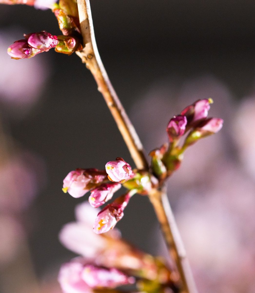 Kurilenkirsche Ruby - Prunus kurilensis (nipponica) Ruby günstig kaufen