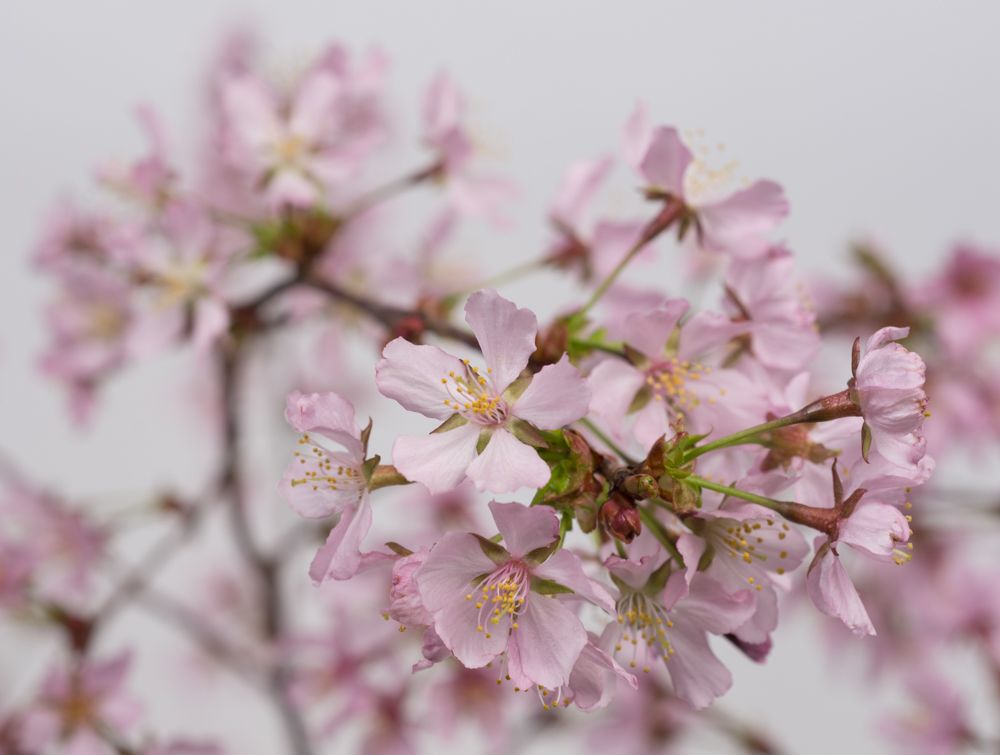 Kurilenkirsche Ruby - Prunus kurilensis (nipponica) Ruby günstig kaufen