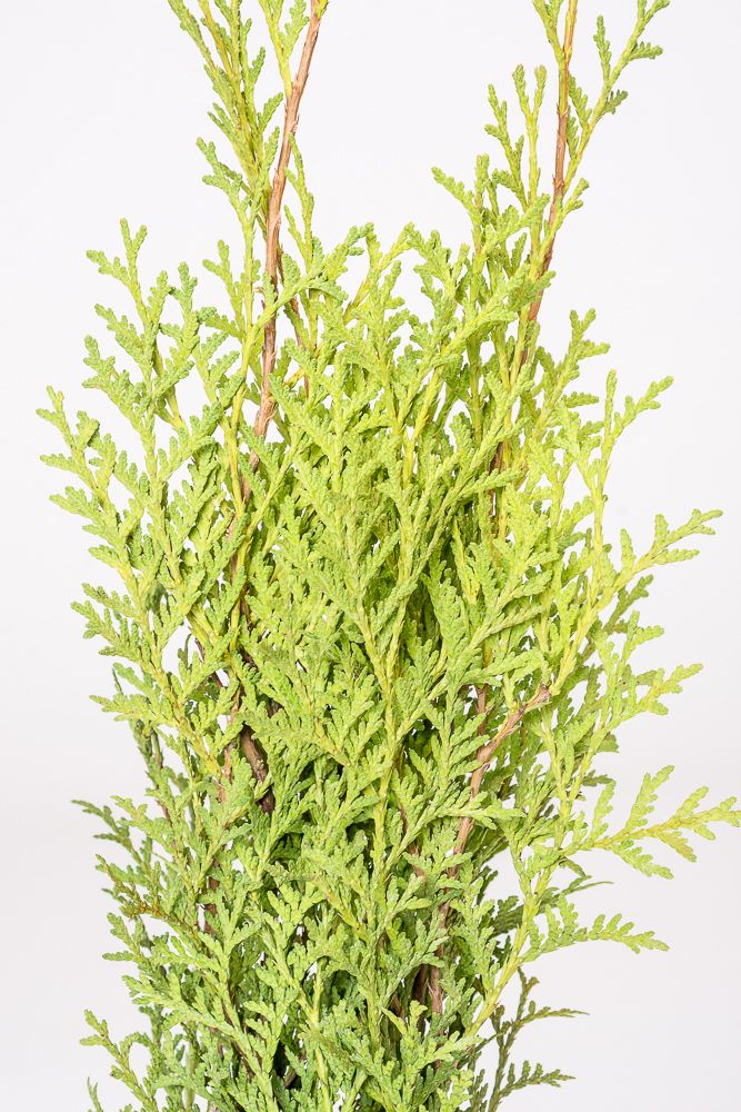 Thuja Säulen-Lebensbaum - Thuja occidentalis Columna Auslese günstig kaufen