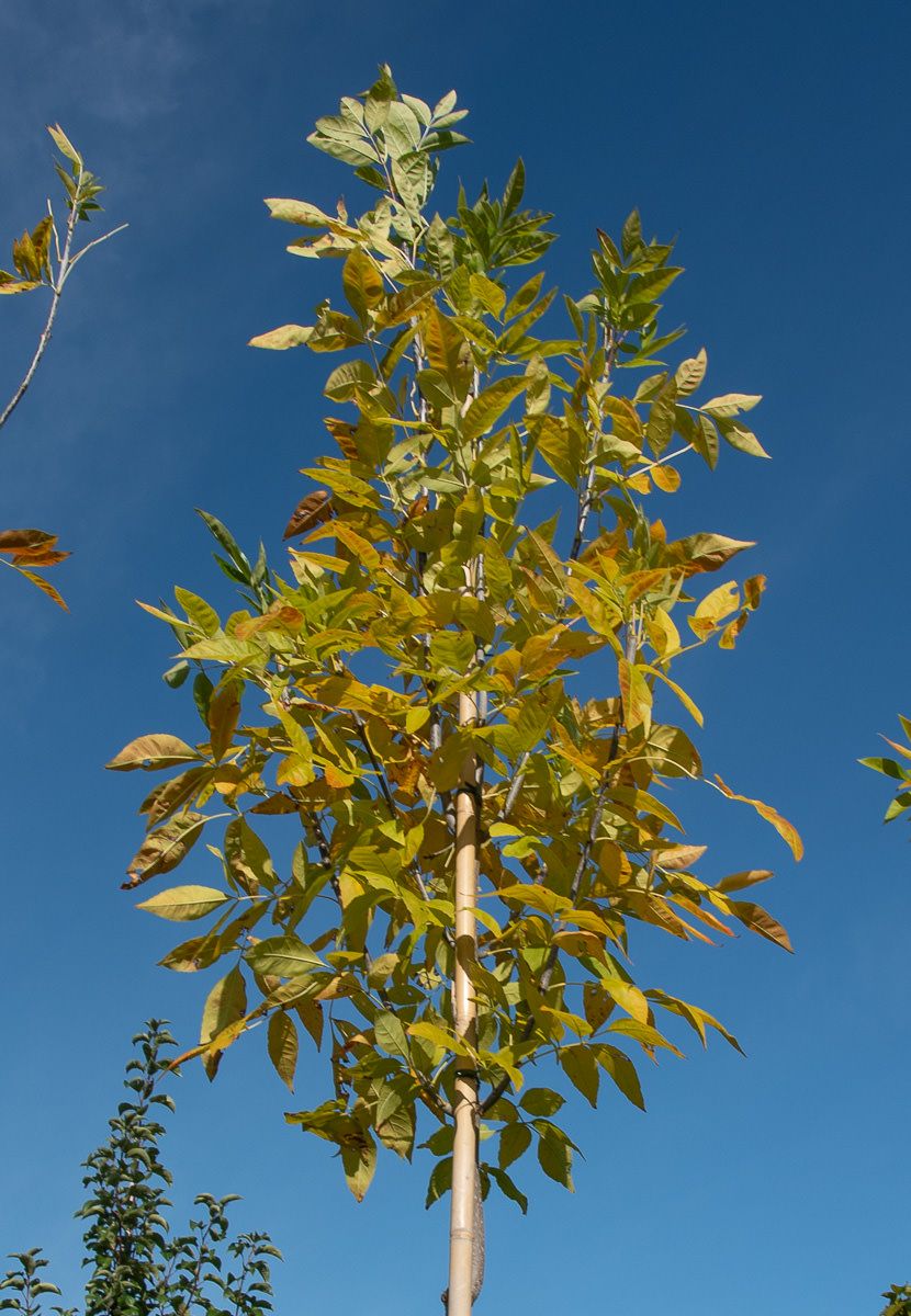 Rotesche Summit - Fraxinus pennsylvanica Summit günstig kaufen