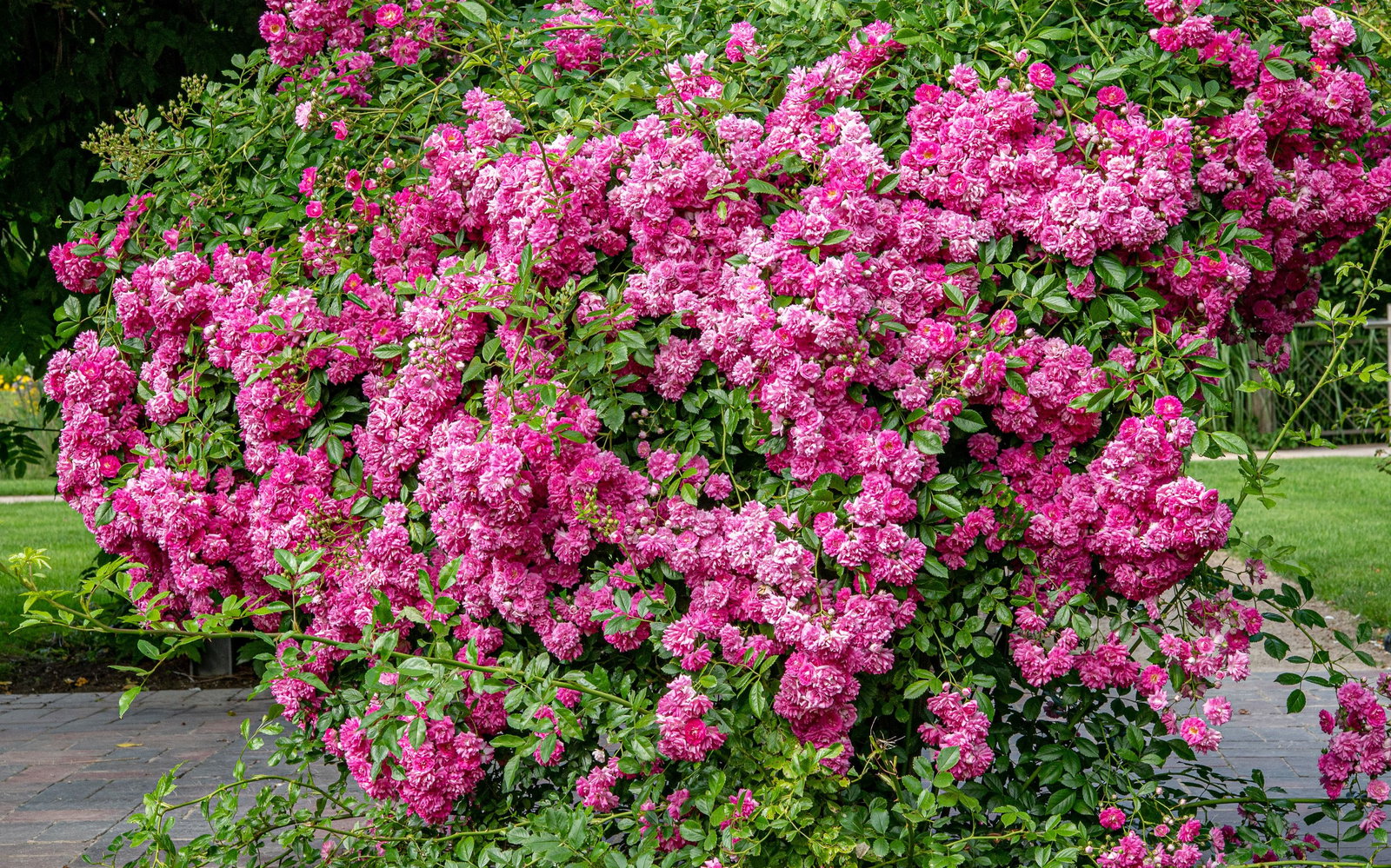 Kletterrose Super Dorothy - Rosa Super Dorothy günstig kaufen