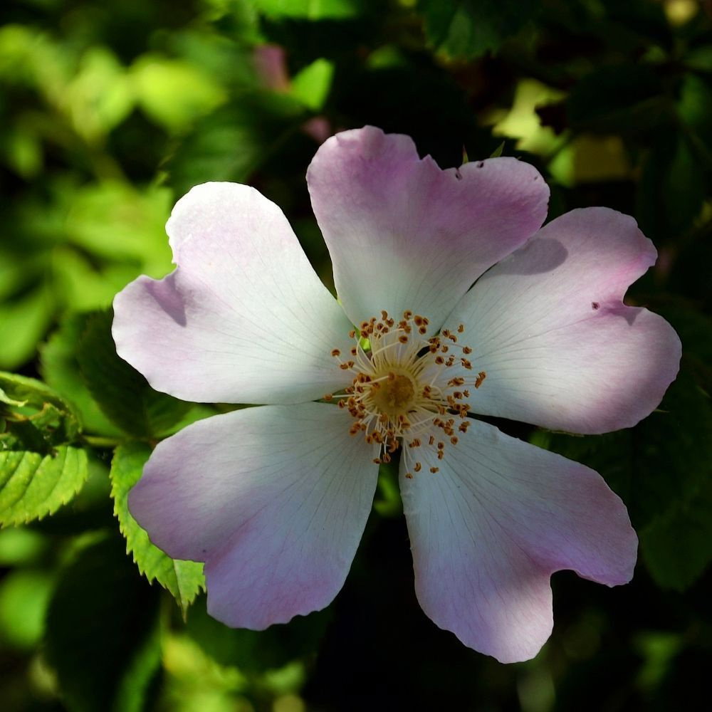 Hecken-Rose - Rosa corymbifera günstig kaufen