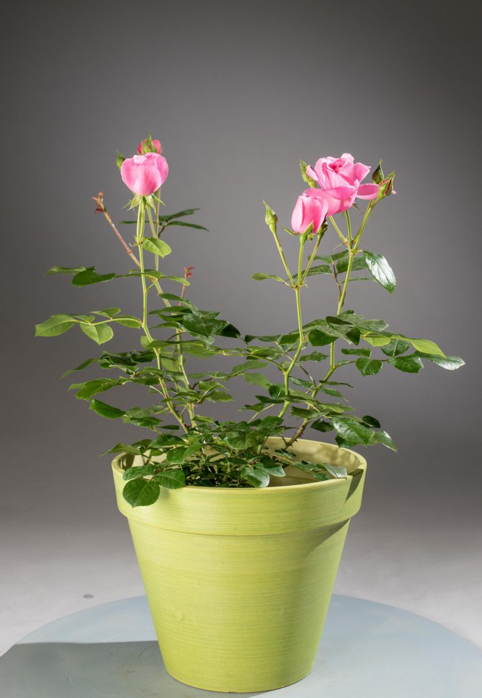 Beetrose Play Rose - Rosa Play Rose günstig kaufen