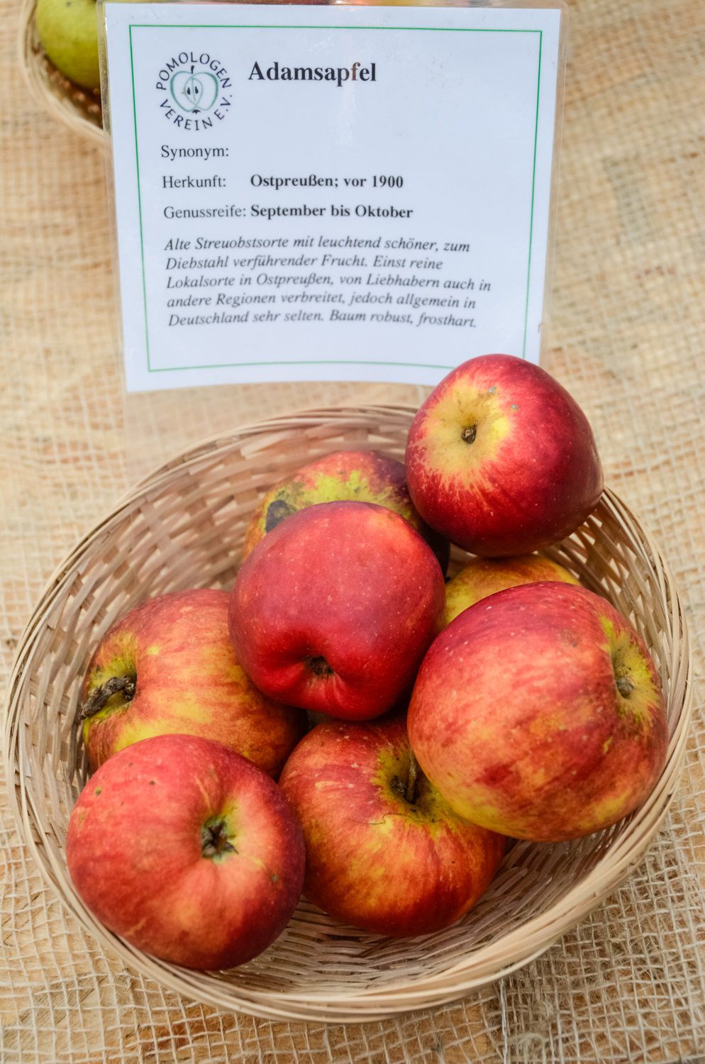 Apfel Adamsapfel - Malus Adamsapfel günstig kaufen