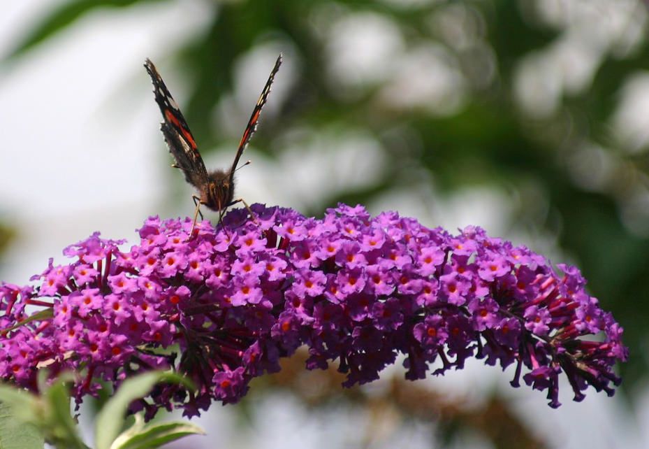 Zwerg-Sommerflieder Buzz ® Violet - Buddleja davidii Buzz ® Violet ...