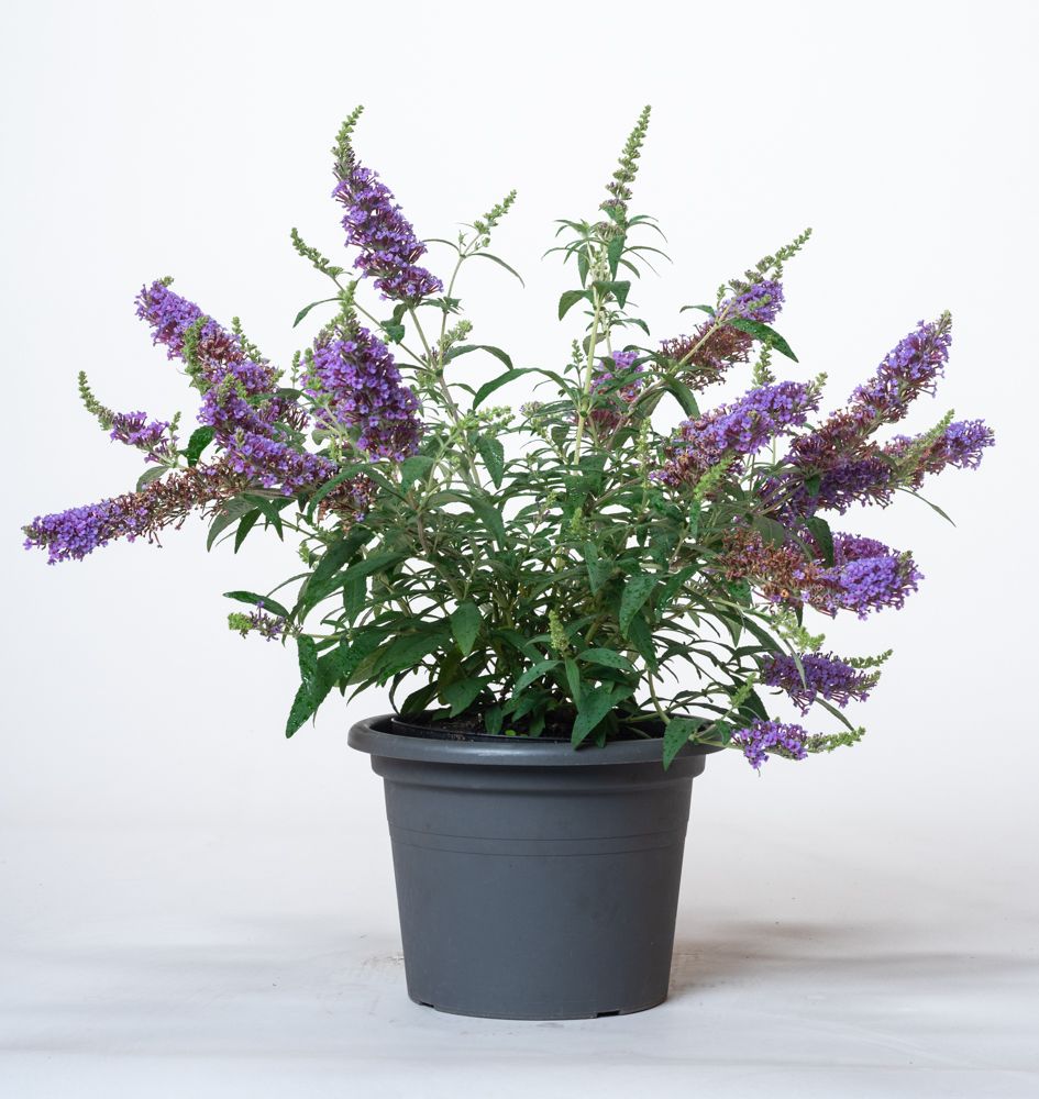 Zwerg-Sommerflieder Buzz ® Violet - Buddleja davidii Buzz ® Violet ...