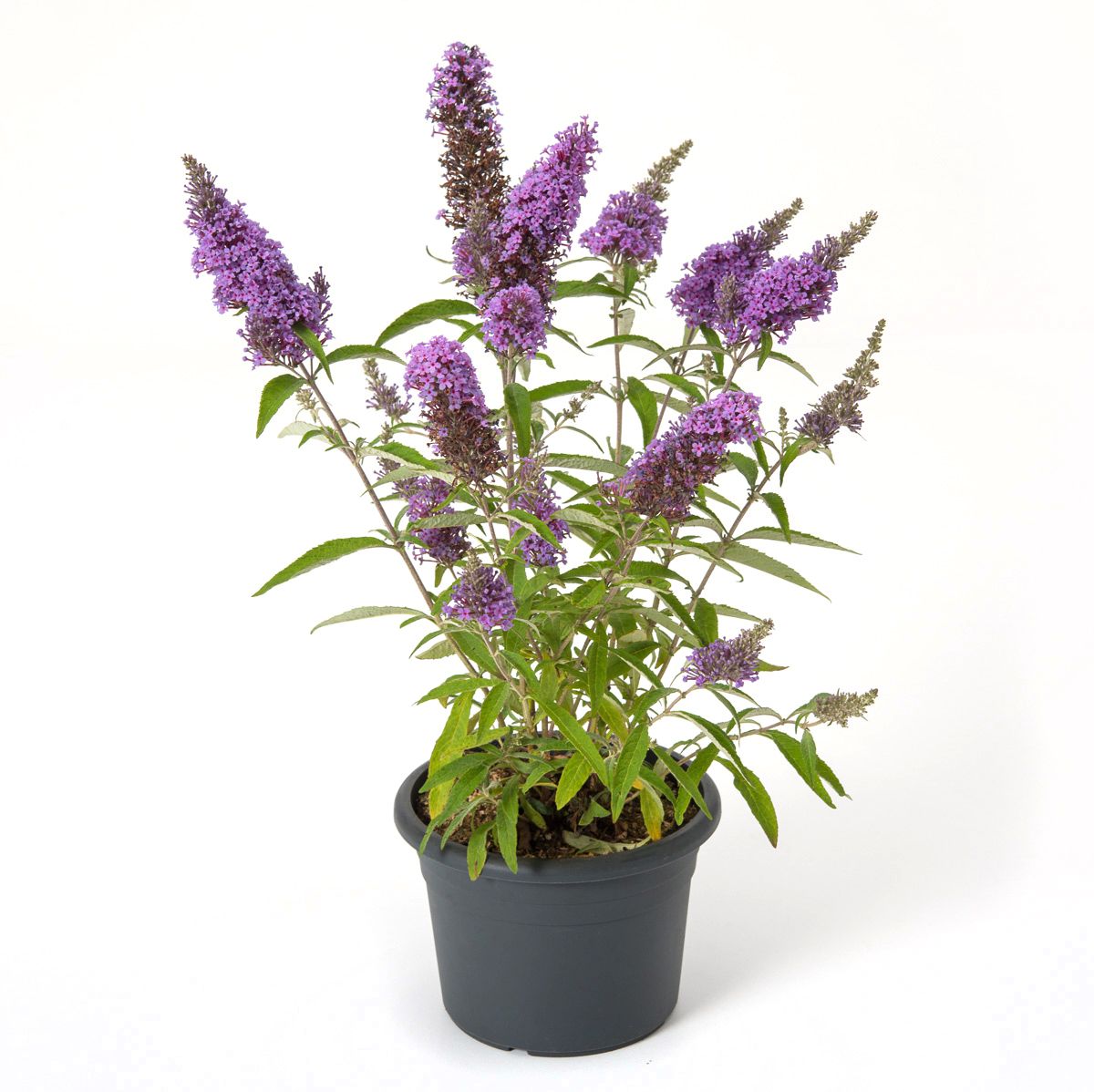 Zwerg-Sommerflieder Buzz ® Violet - Buddleja davidii Buzz ® Violet ...