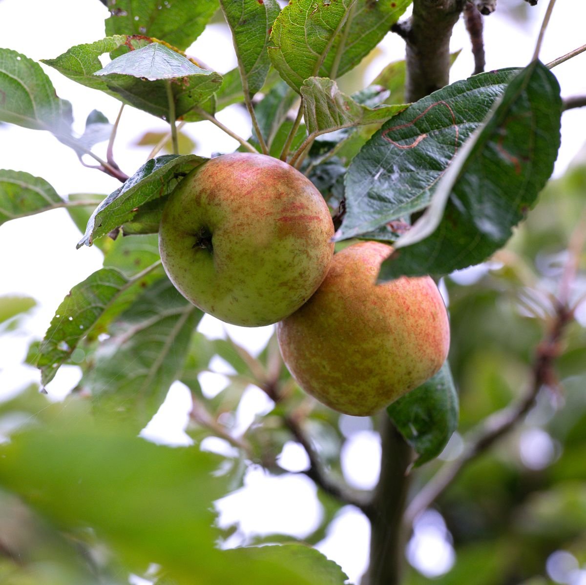 Apfel Holländischer Prinz - Malus Holländischer Prinz günstig kaufen