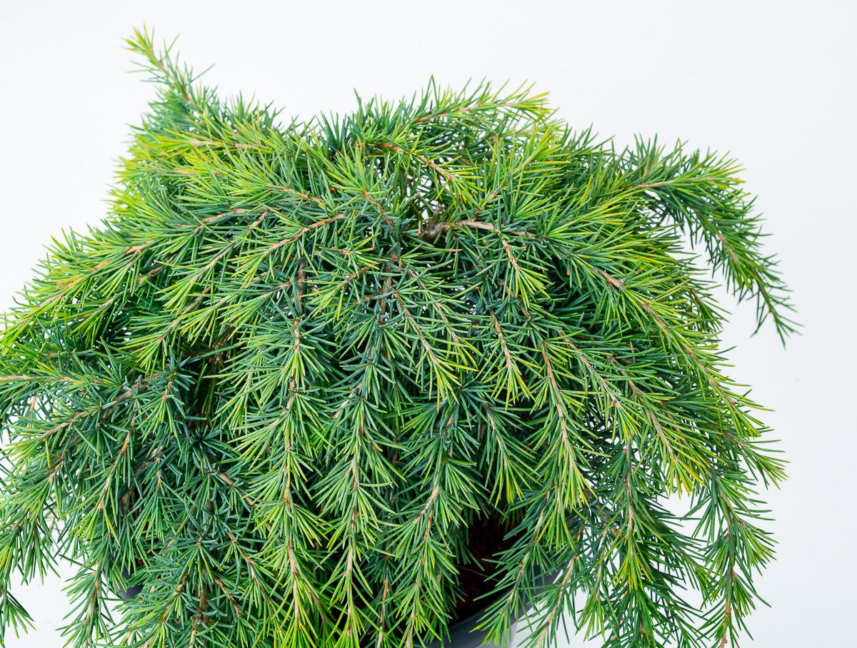 Himalaya-Zeder - Cedrus deodara günstig kaufen