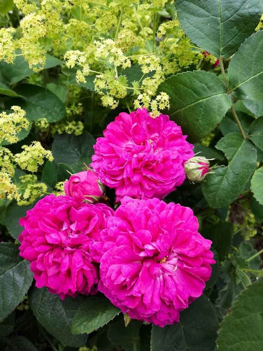 Rose Rose de Resht - Rosa Rose de Resht günstig kaufen