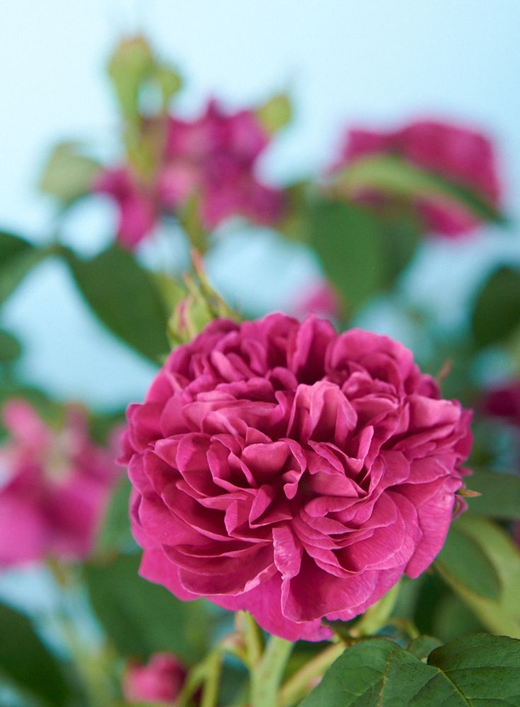 Rose Rose de Resht - Rosa Rose de Resht günstig kaufen