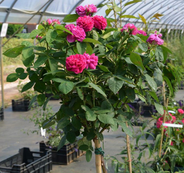 Rose Rose de Resht - Rosa Rose de Resht günstig kaufen