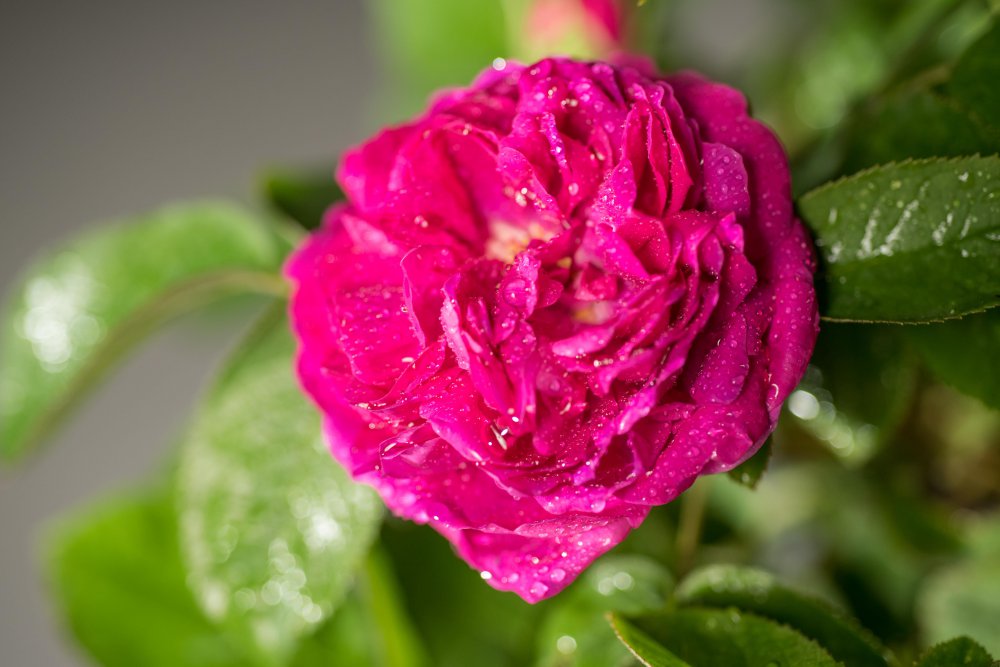 Rose Rose de Resht - Rosa Rose de Resht günstig kaufen