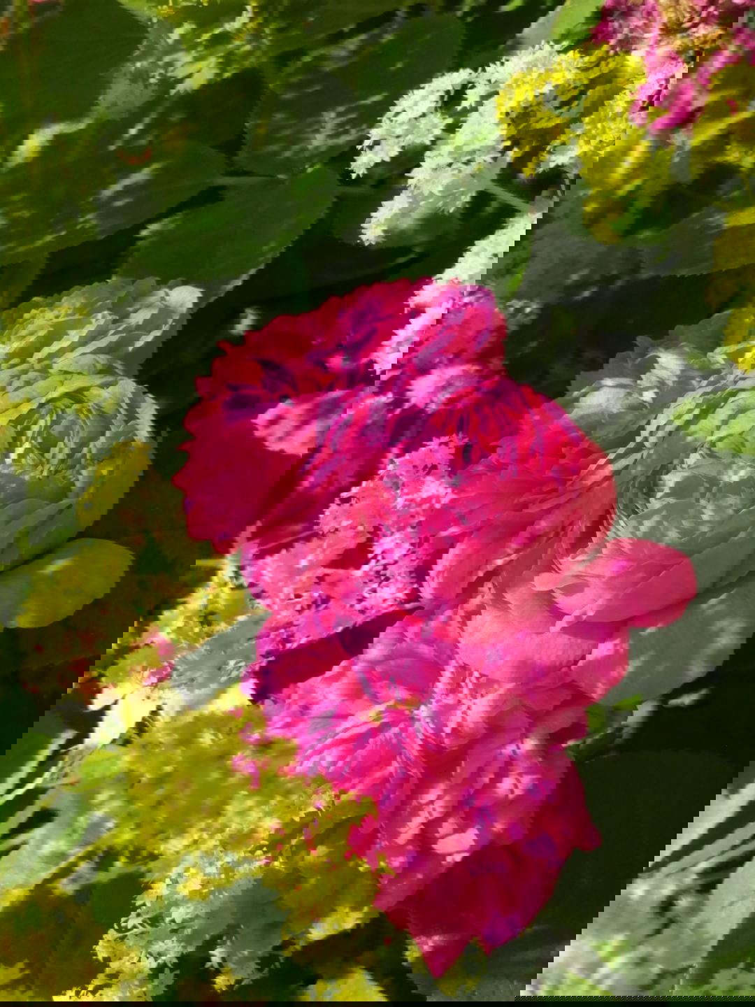 Rose Rose de Resht - Rosa Rose de Resht günstig kaufen