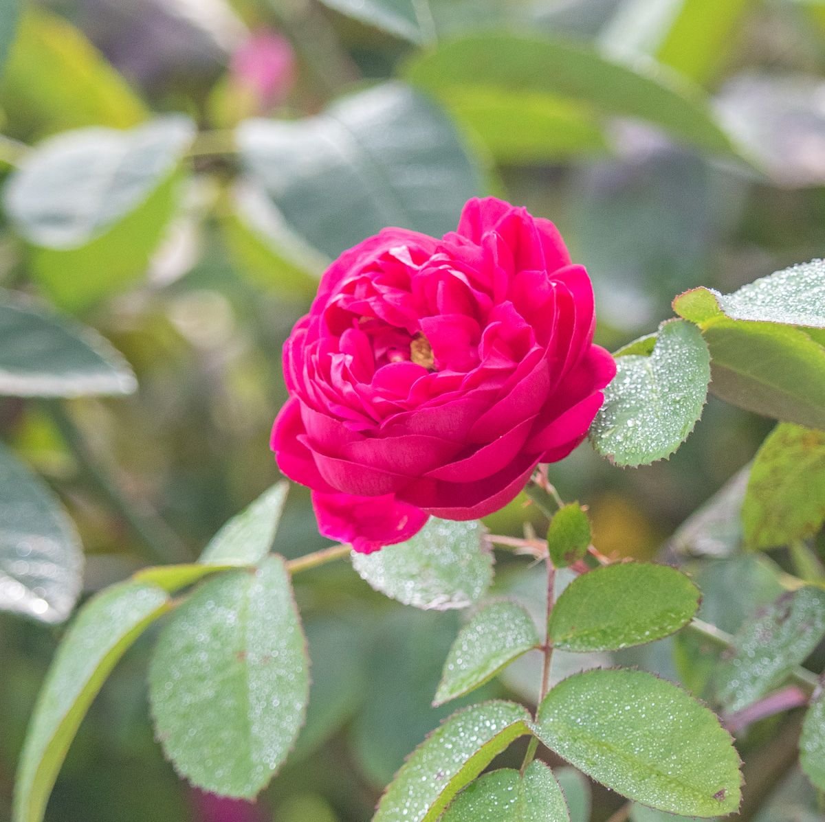 Rose Rose de Resht - Rosa Rose de Resht günstig kaufen