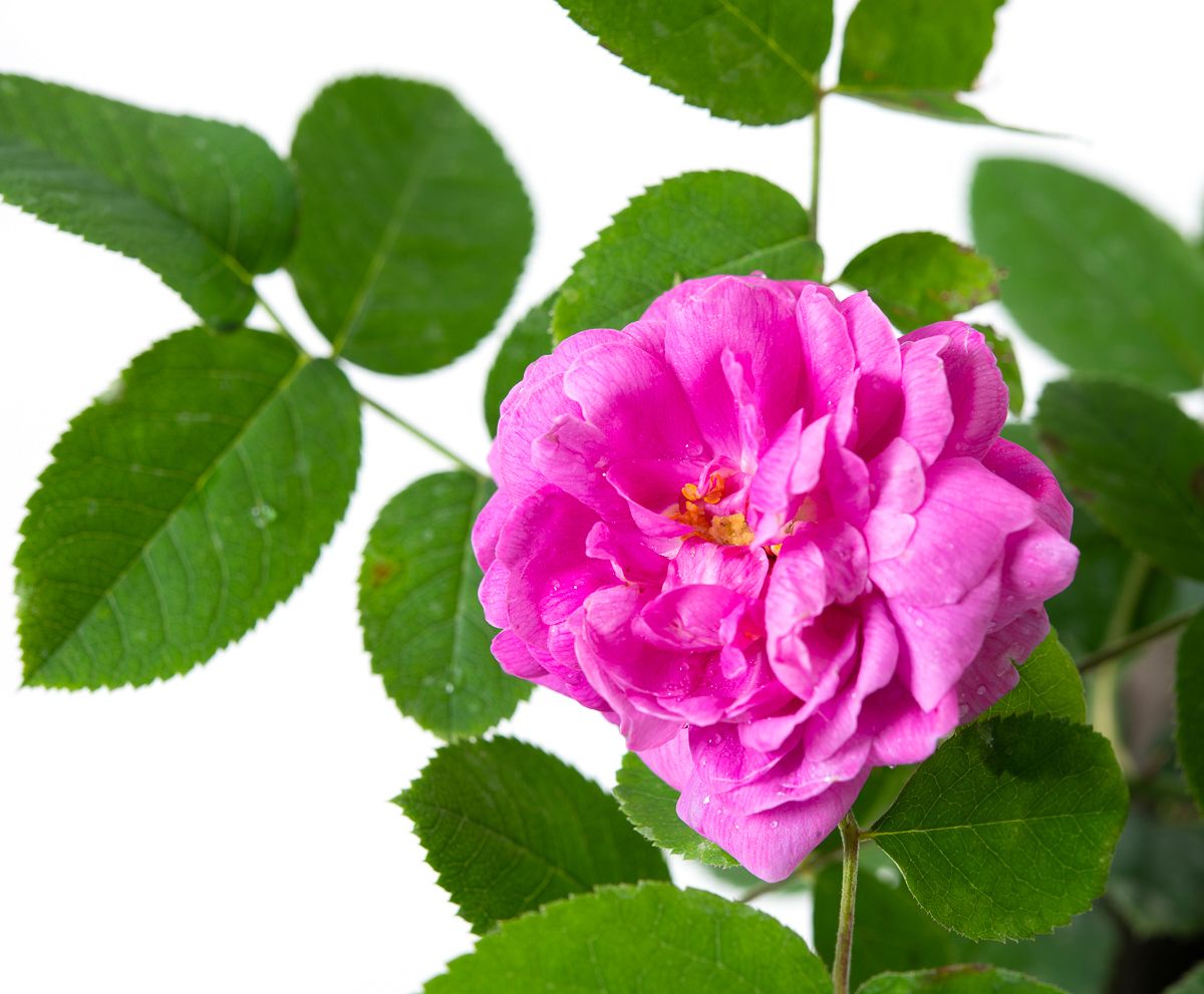 Rose Rose de Resht - Rosa Rose de Resht günstig kaufen