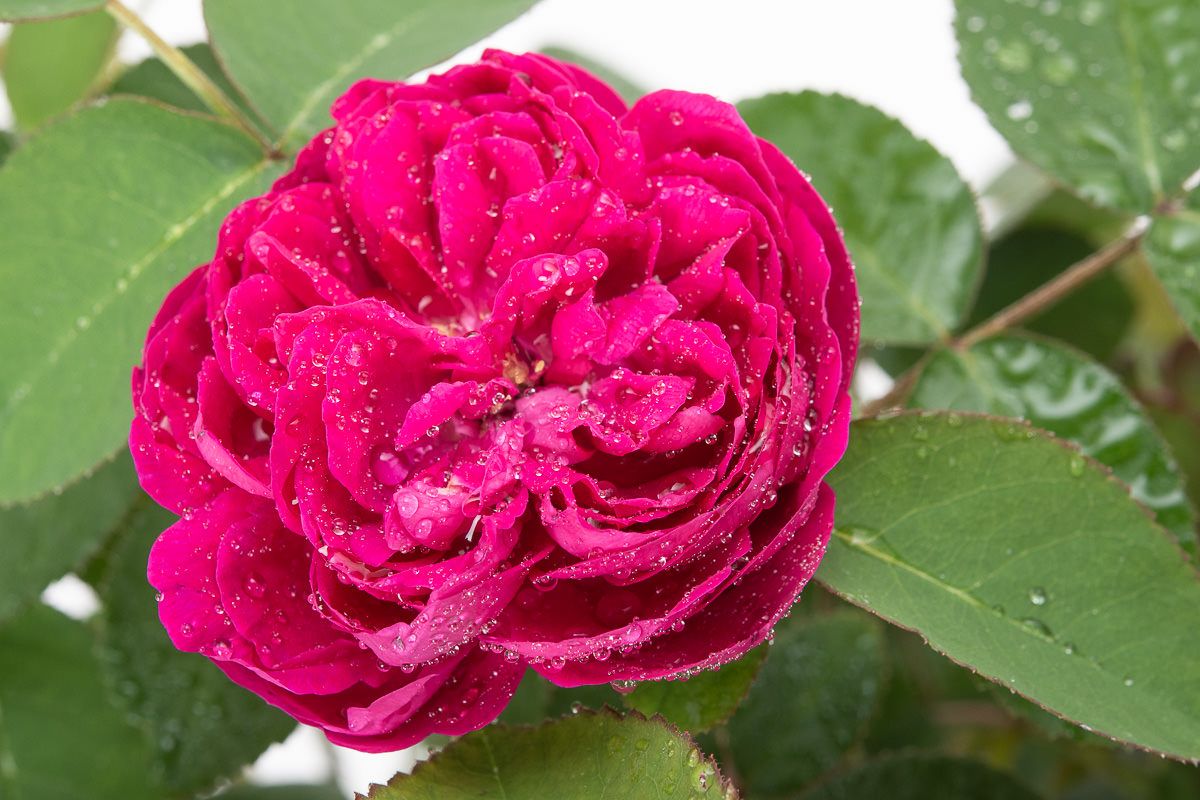 Rose Rose de Resht - Rosa Rose de Resht günstig kaufen