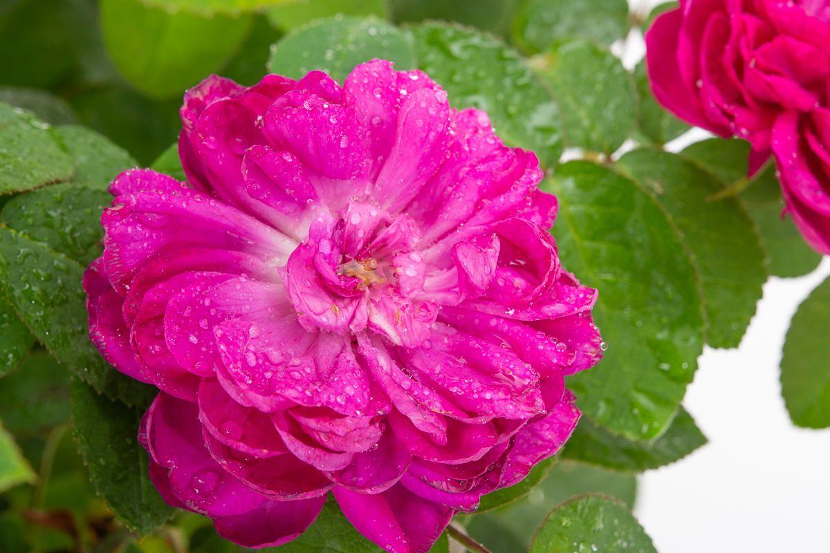 Rose Rose de Resht - Rosa Rose de Resht günstig kaufen