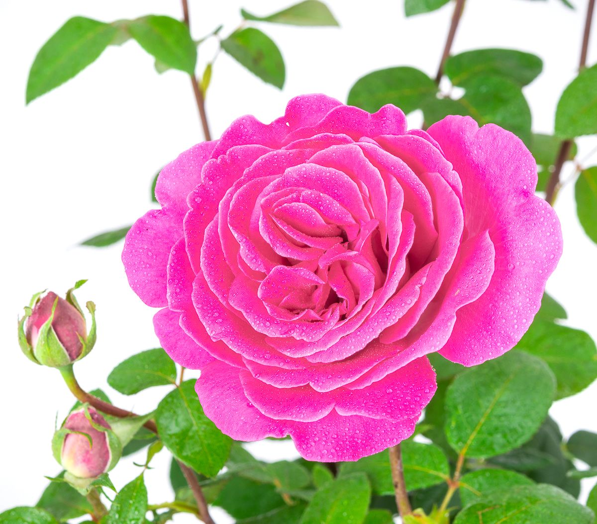 Rose Lady Like ® - Rosa Lady Like ® günstig kaufen