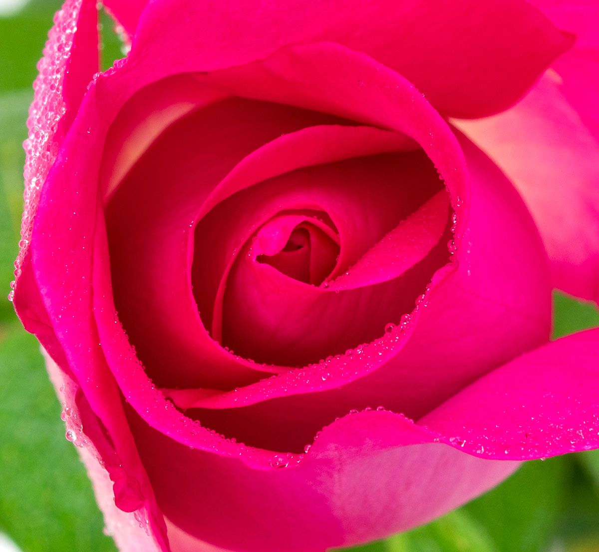 Rose Lady Like ® - Rosa Lady Like ® günstig kaufen