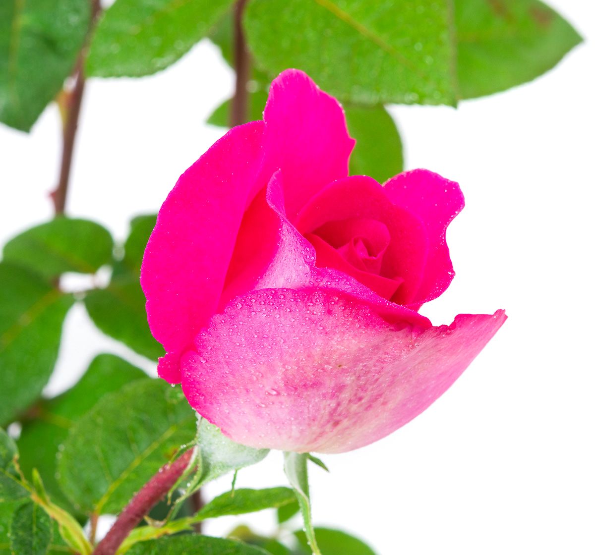 Rose Lady Like ® - Rosa Lady Like ® günstig kaufen