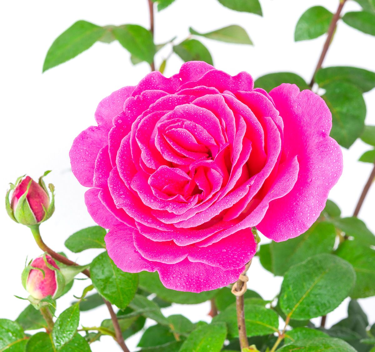 Rose Lady Like ® - Rosa Lady Like ® günstig kaufen