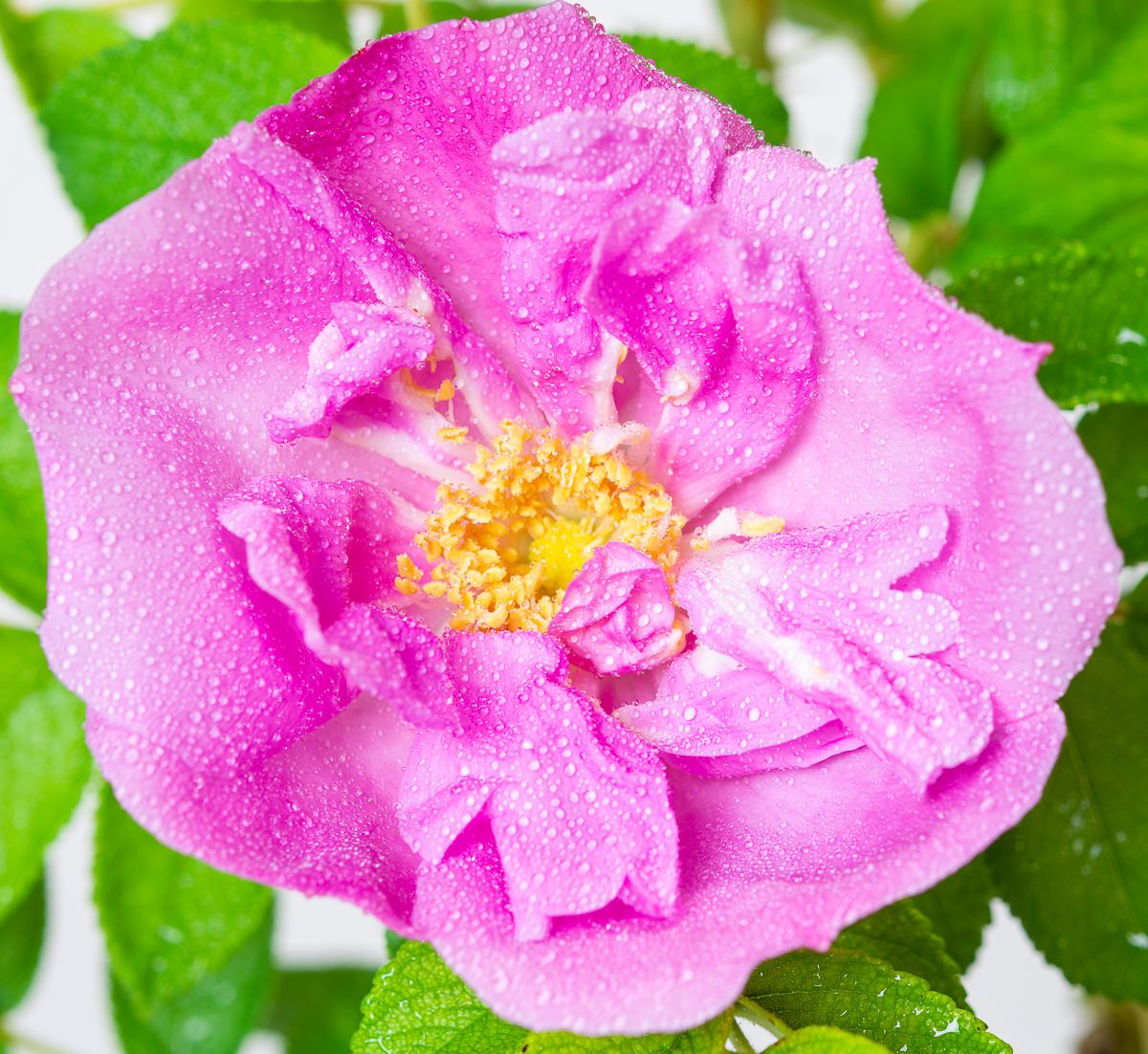 Bodendeckerrose Knirps - Rosa Knirps ® günstig kaufen