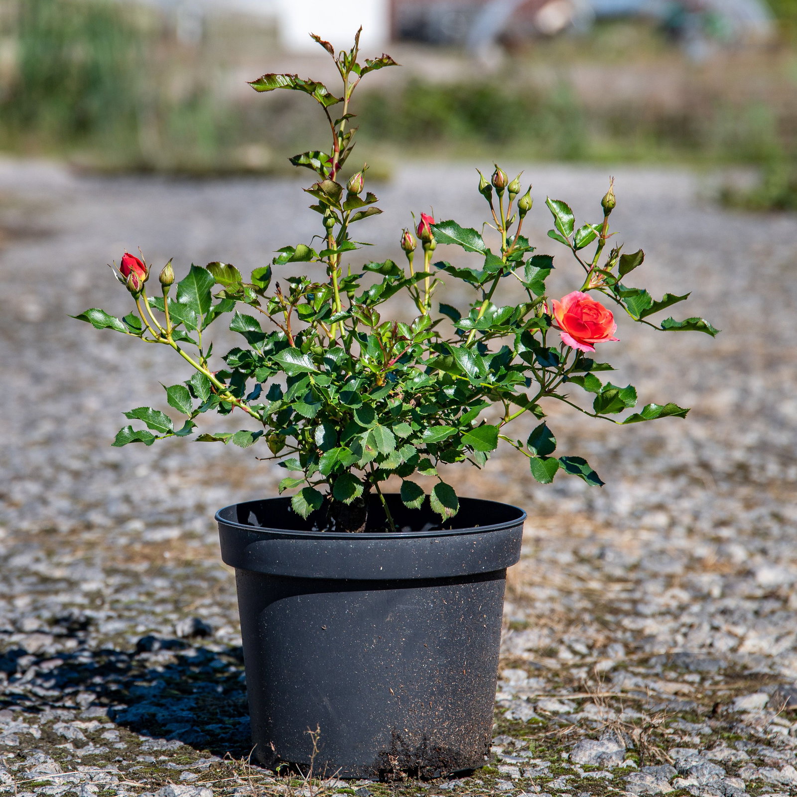 Rose Mandarin - Rosa Mandarin günstig kaufen
