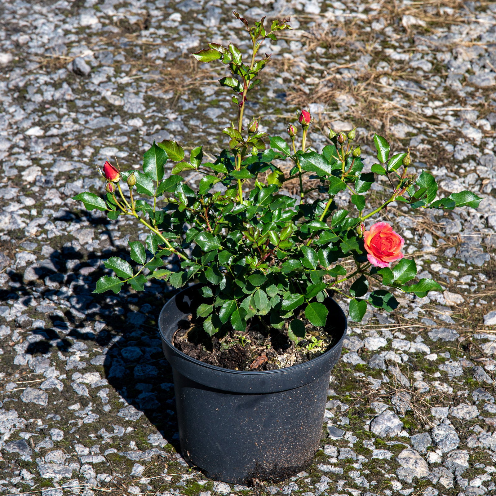 Rose Mandarin - Rosa Mandarin günstig kaufen