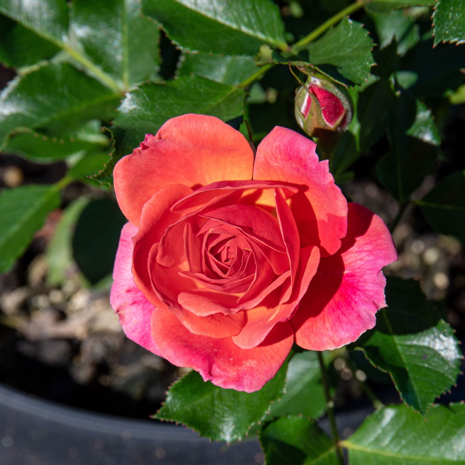 Rose Mandarin - Rosa Mandarin günstig kaufen